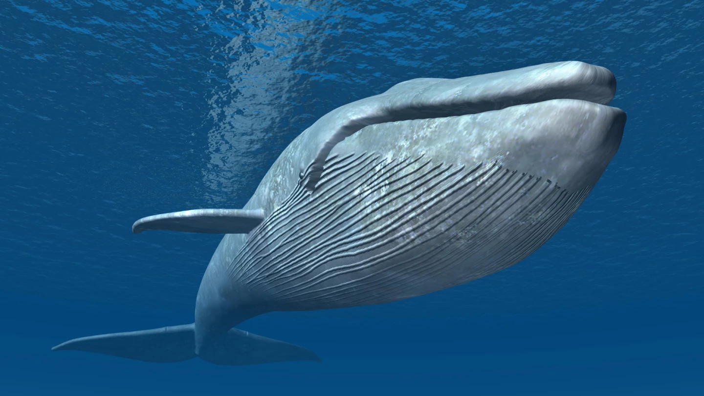 When and why whales evolved to be so huge