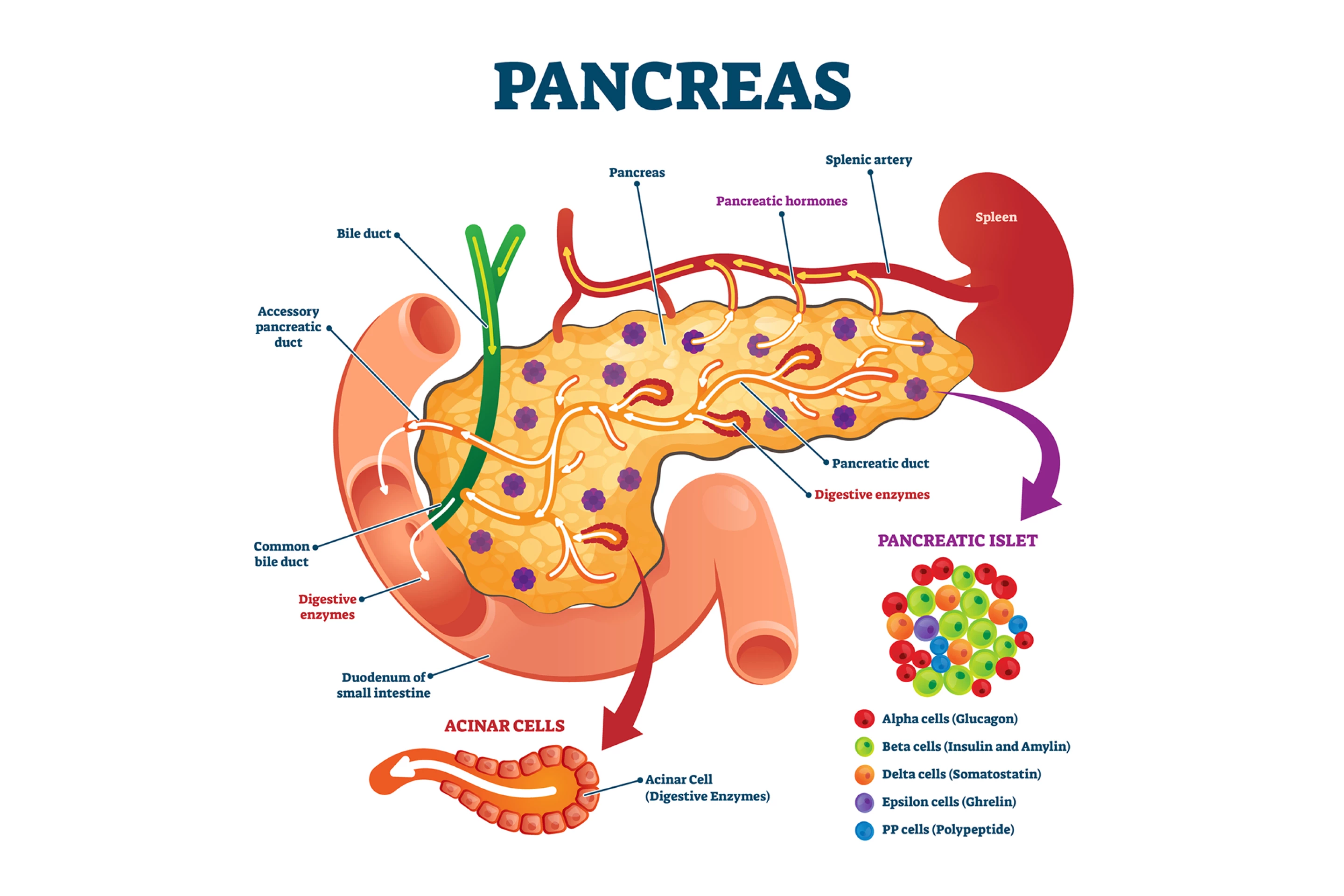 Pancreas cells can go it alone when it comes to producing insulin