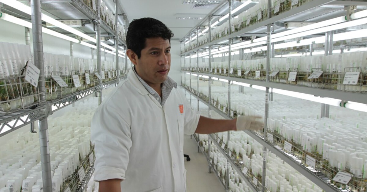 Scientists plan to grow potatoes under Martian conditions