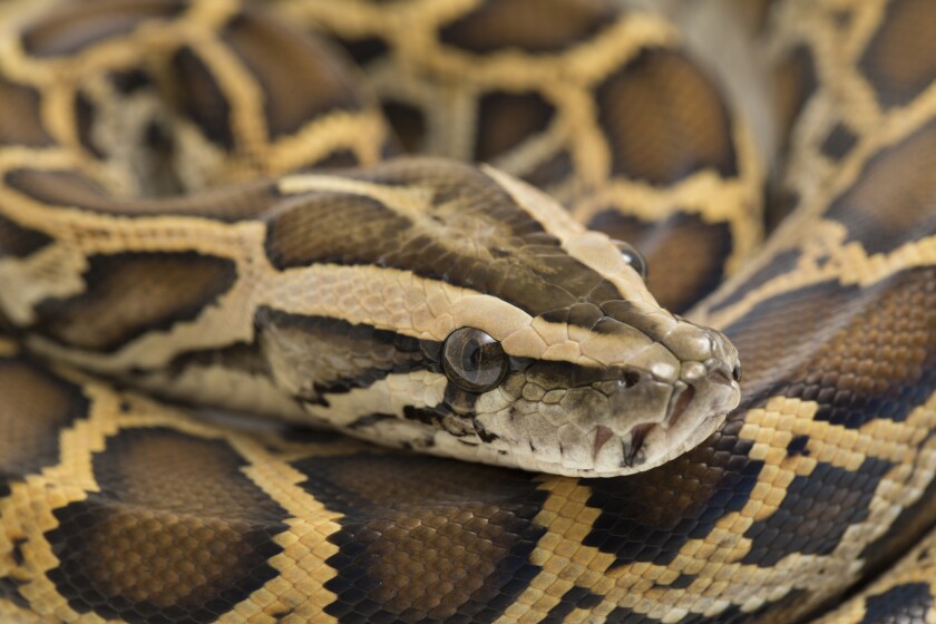 Burmese pythons can eat bigger animals than we thought possible