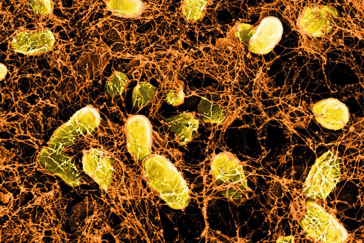 Harvard hydrogel made by bacteria helps heal internal wounds