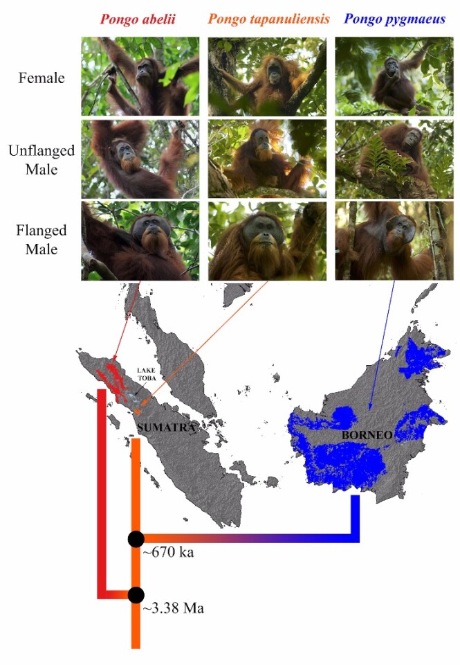 New species of orangutan discovered ... and it's already critically ...
