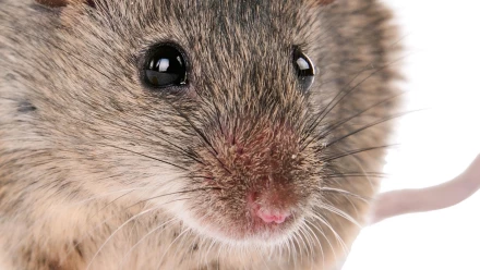 Nanoparticle eye drops give mice night vision