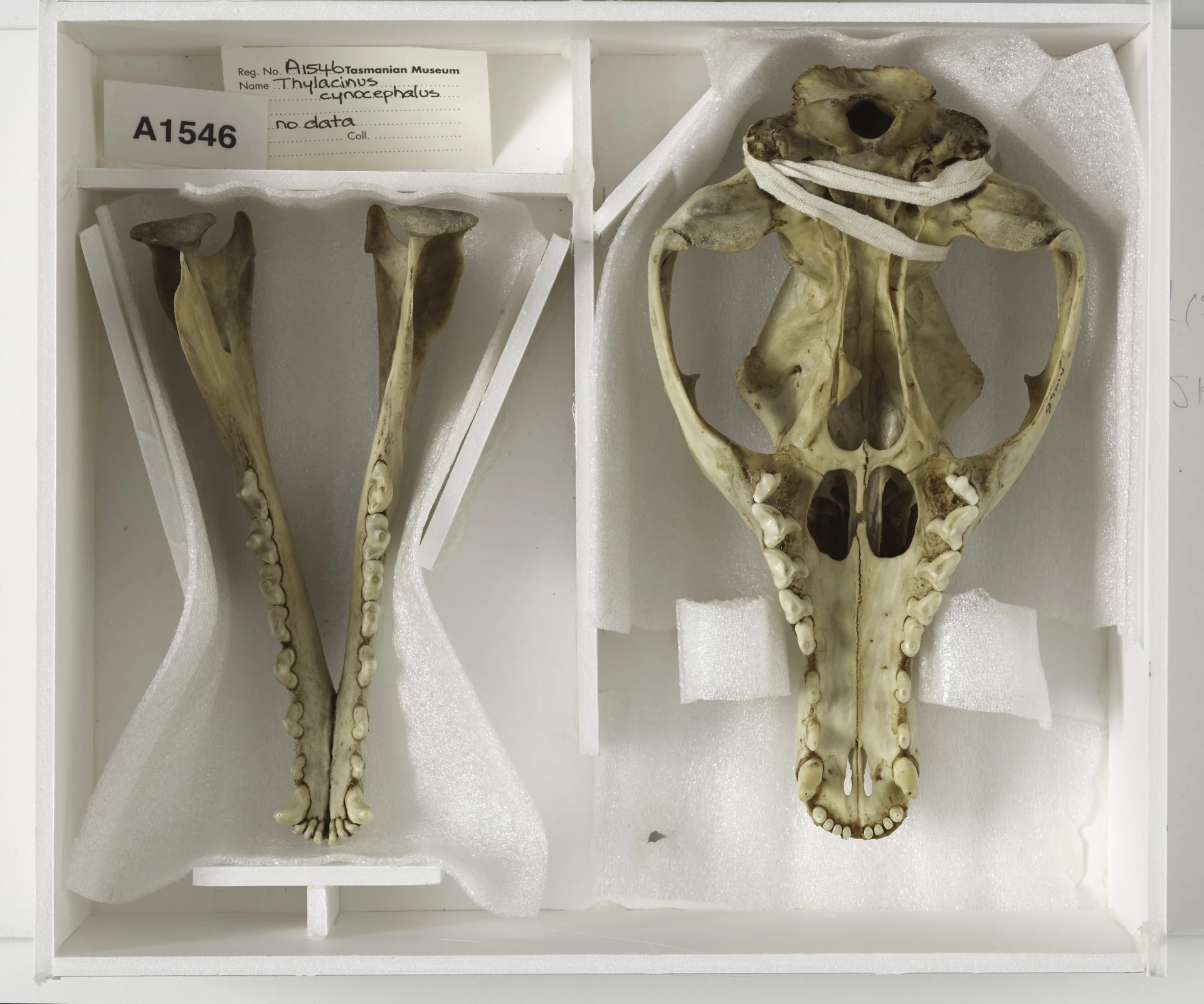 Famous footage may not depict the last living thylacine after all