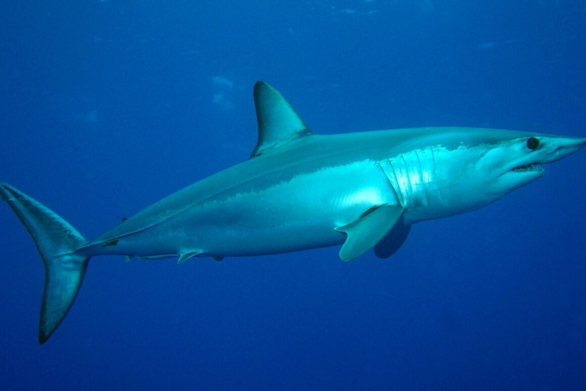 Shark's bristling scales make it faster, and may help make planes ...