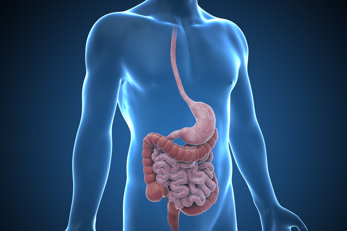 Gut simulator could bring down the costs of drug development