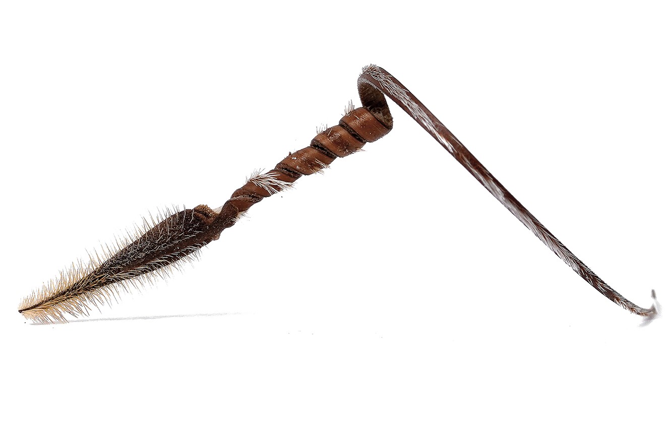 Plant-inspired E-seeds drill themselves into the dirt when moistened