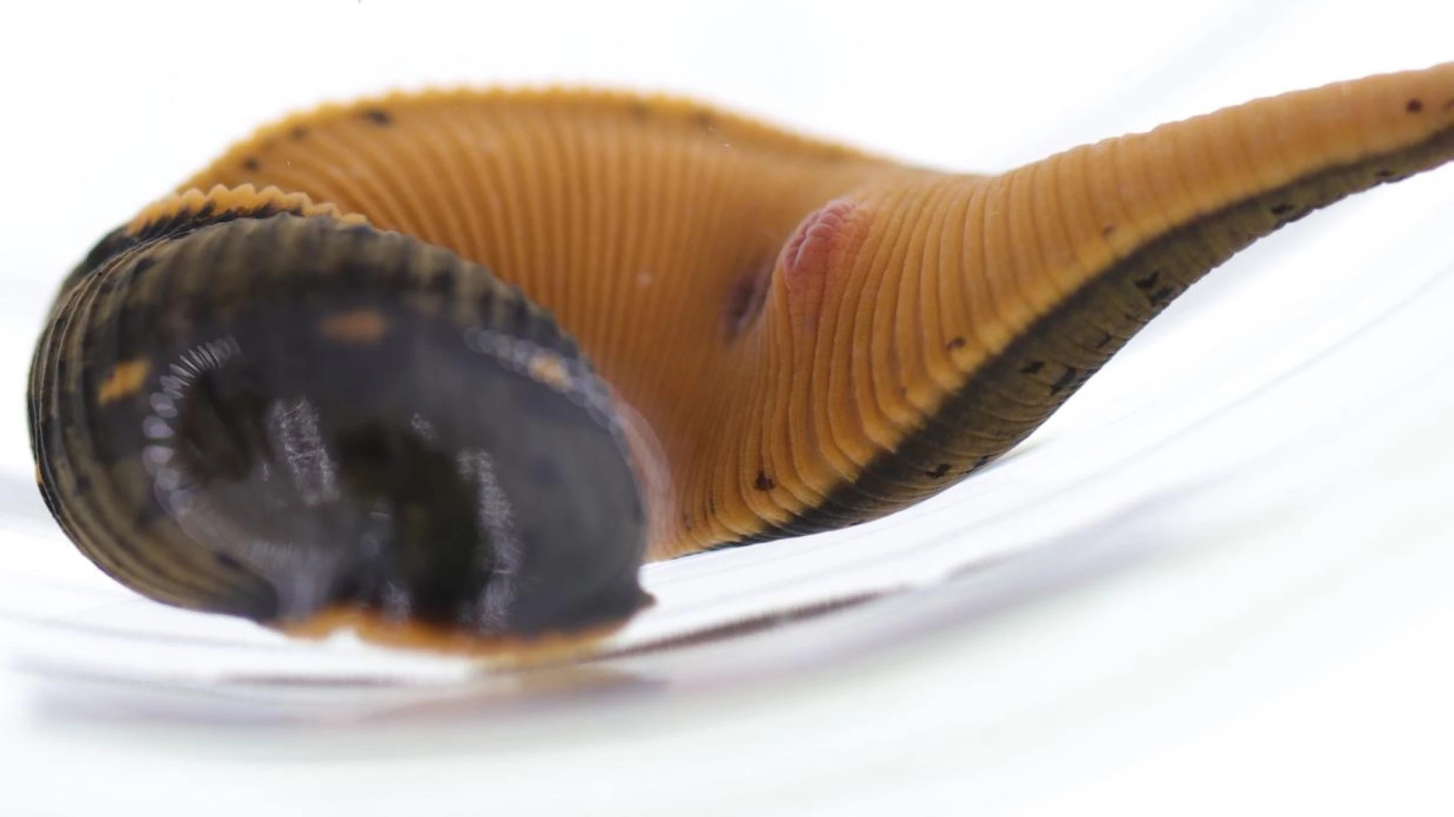 Newly-identified blood-sucking leech has been quietly living in ...