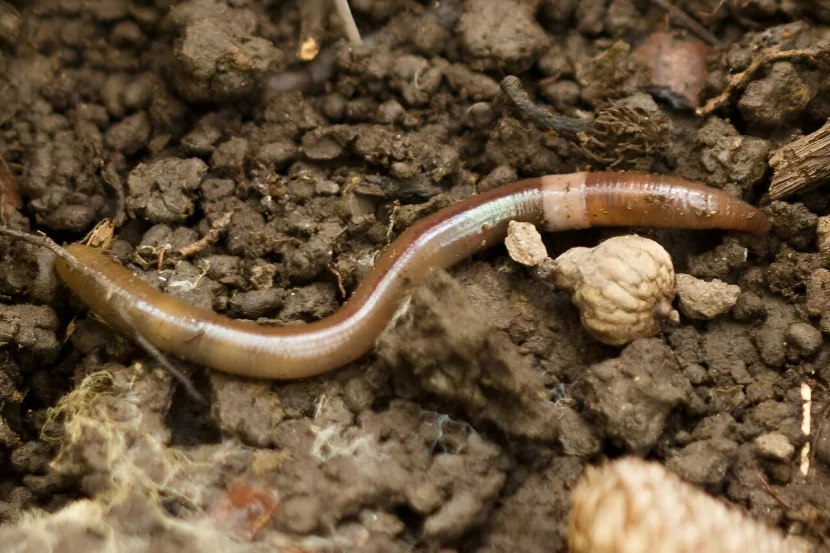 The alien earthworm invasion is here, says new study