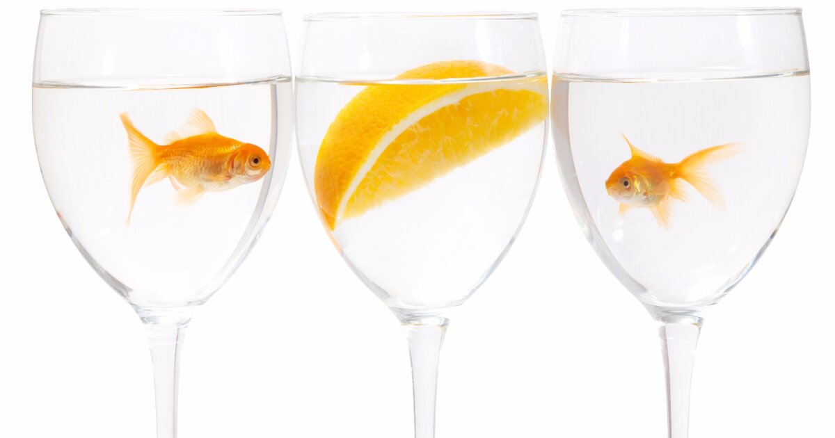 How goldfish brew their own booze to survive harsh winters