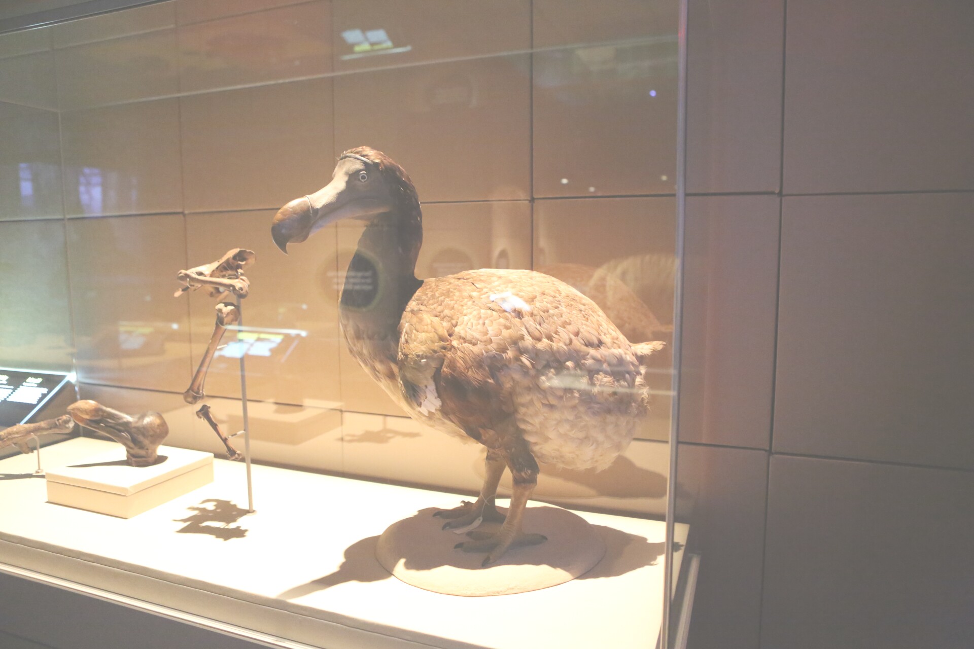 Dodo next in line for de-extinction by scientists reviving the mammoth