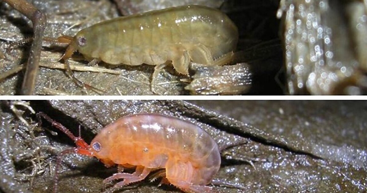 "Zombie shrimp": How parasites hack host genes to do their bidding