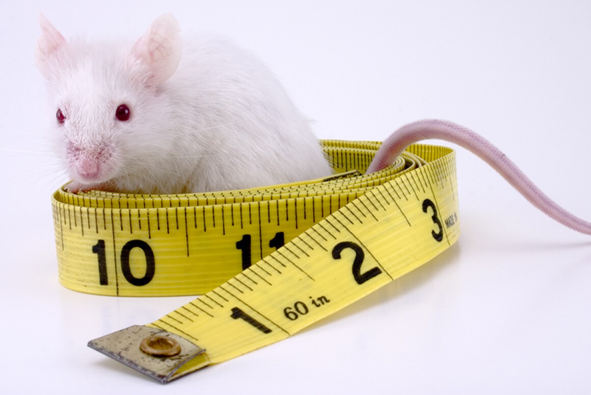 Capsule of heat-generating cells reduces abdominal fat in mice by 20%