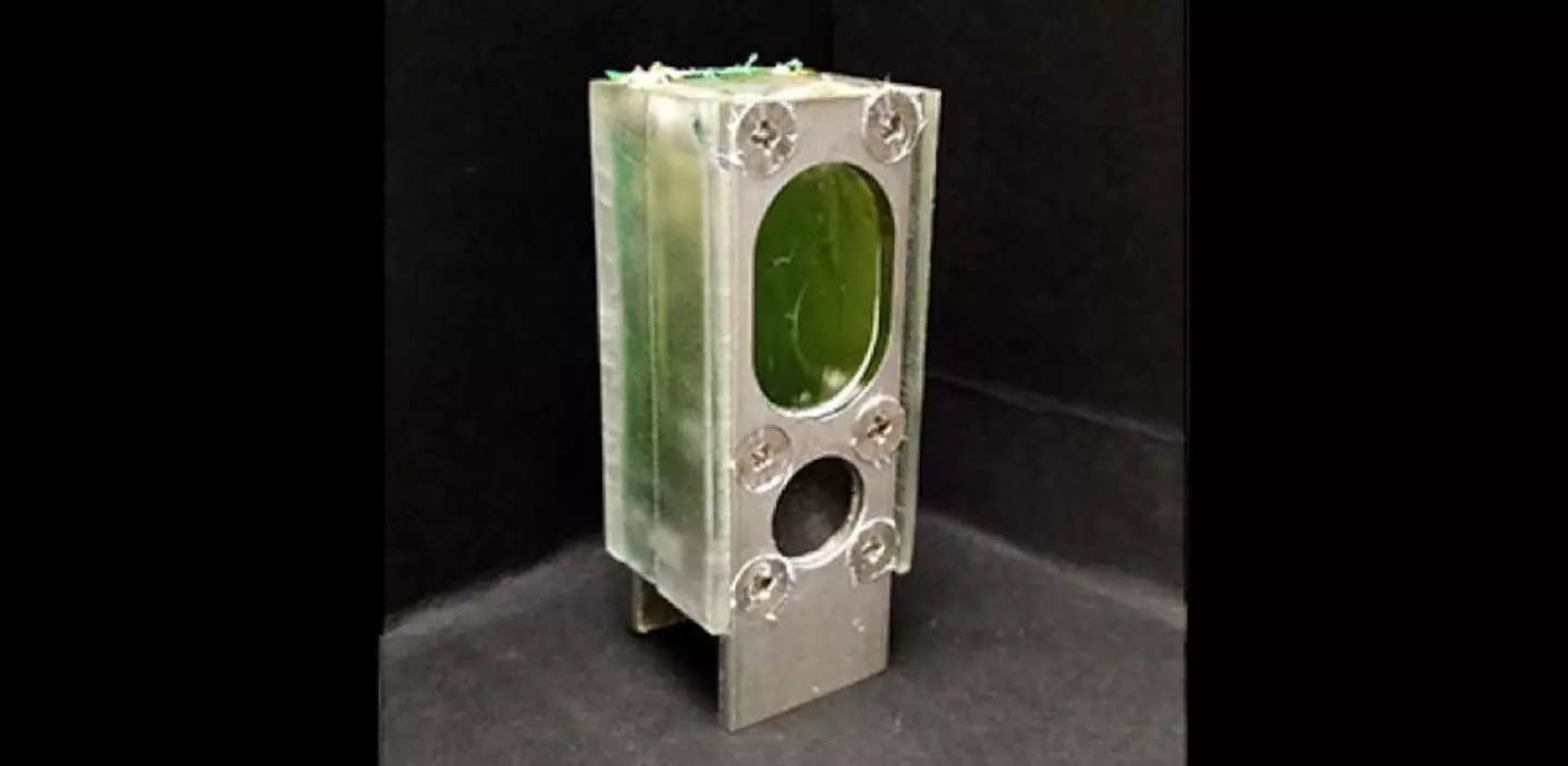Algae energy harvester powers electronics for a year on its own
