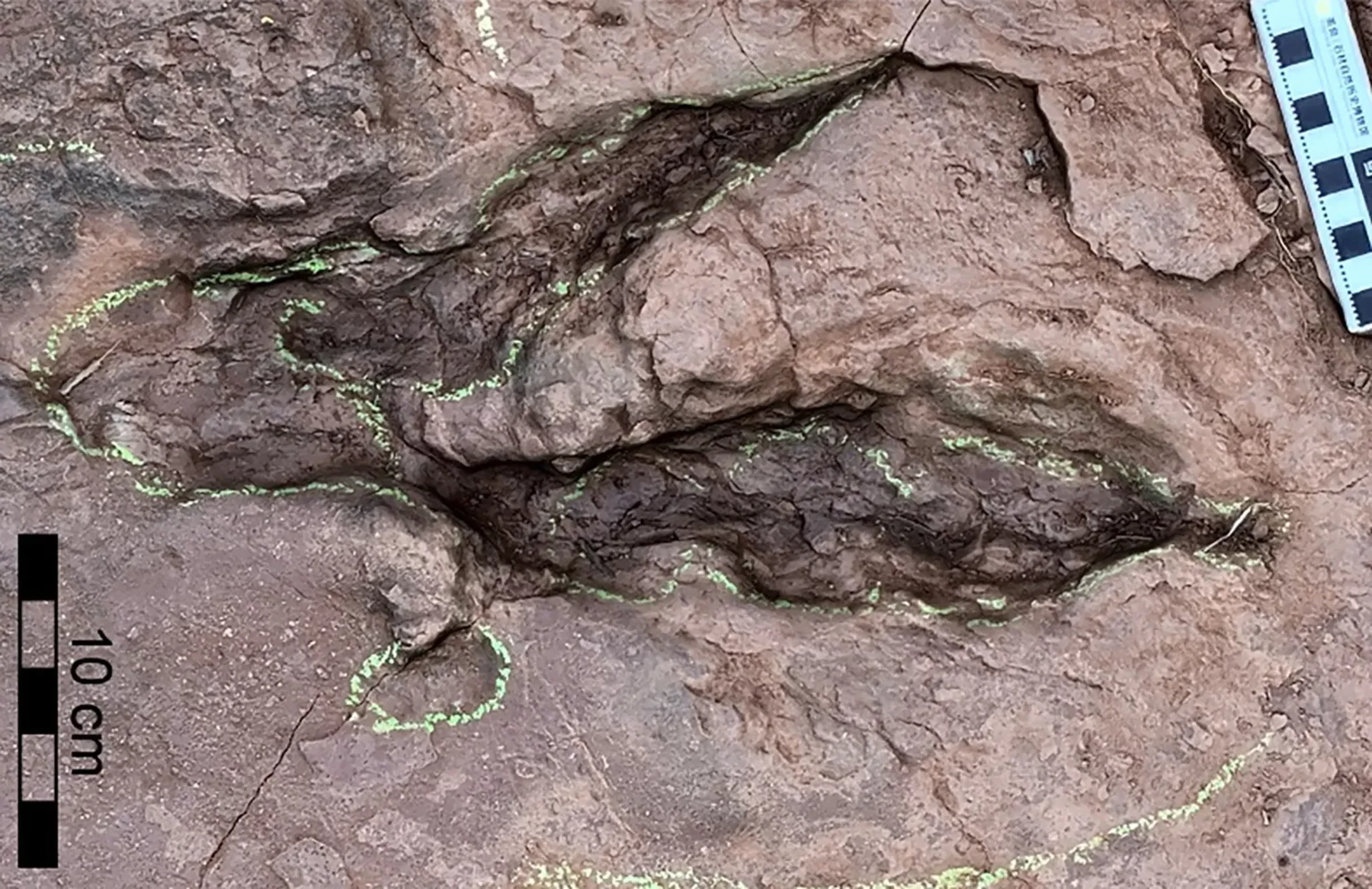 Giant raptor dinosaur had legs taller than you