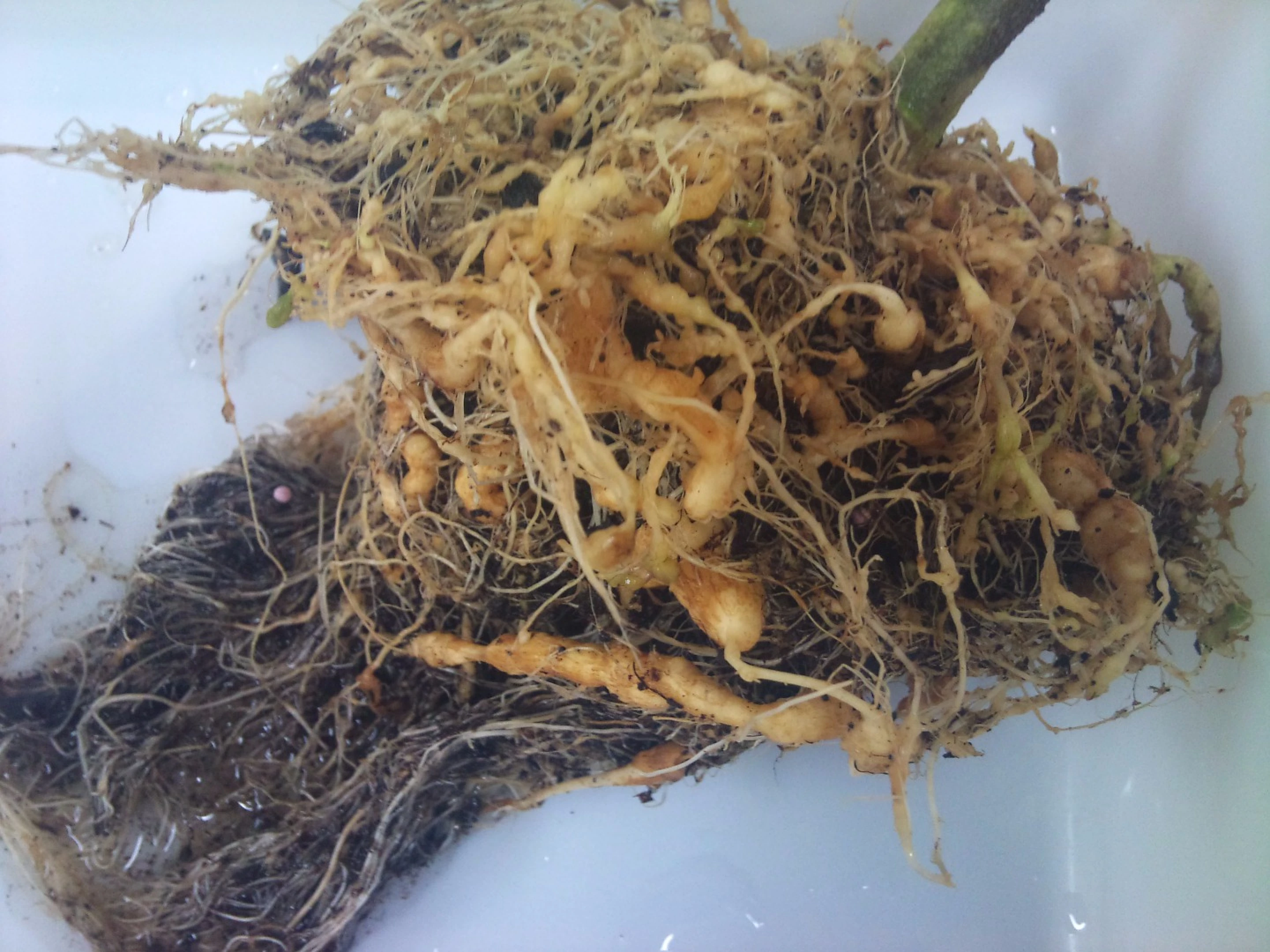 Parasitic worms ditch sex to become more efficient crop killers