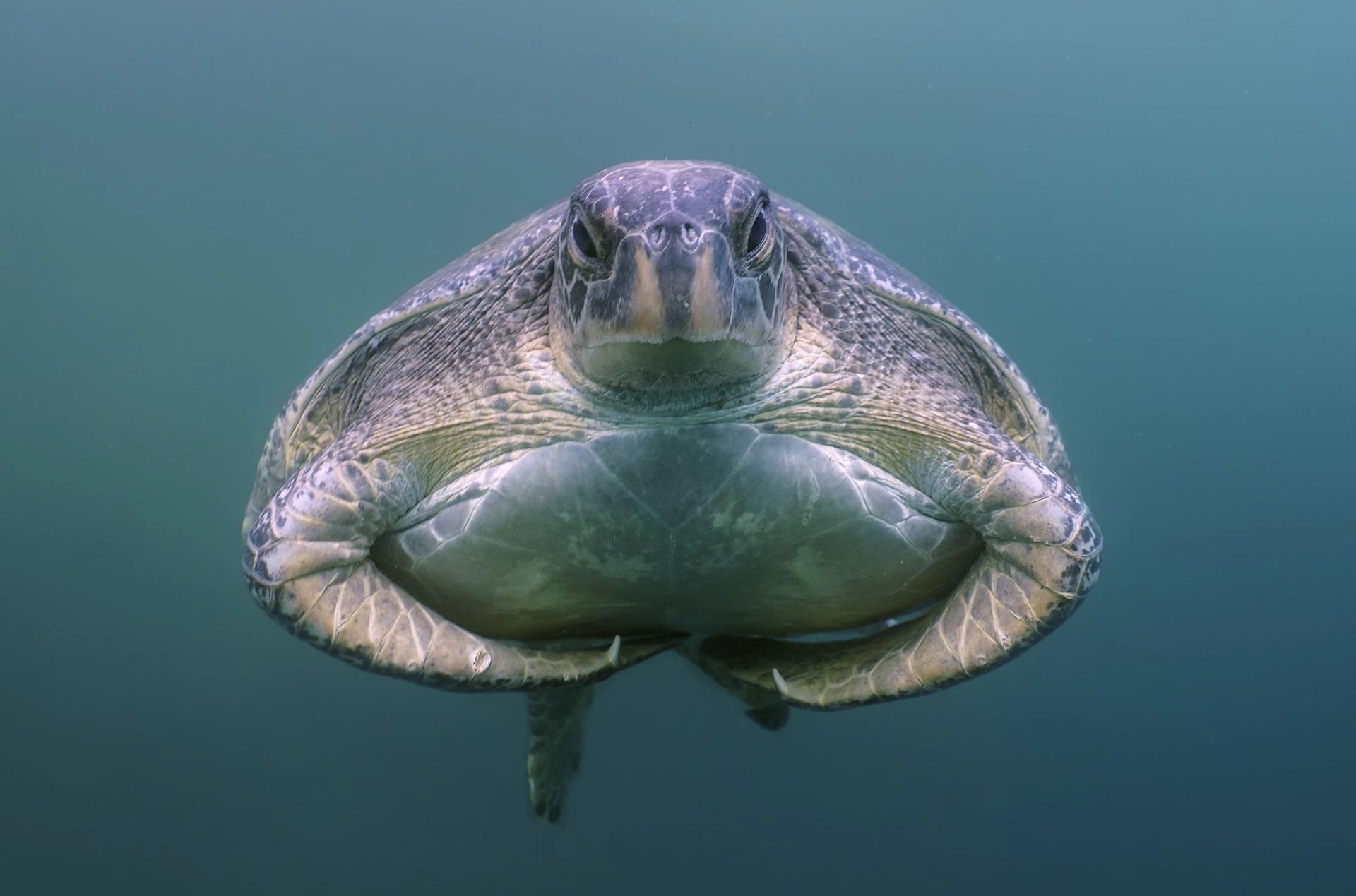 The winners of the 2022 Underwater Photographer of the Year awards