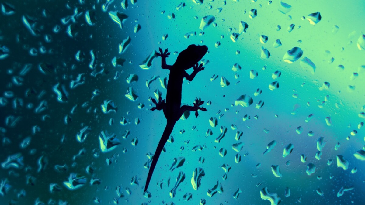 gecko lizard running