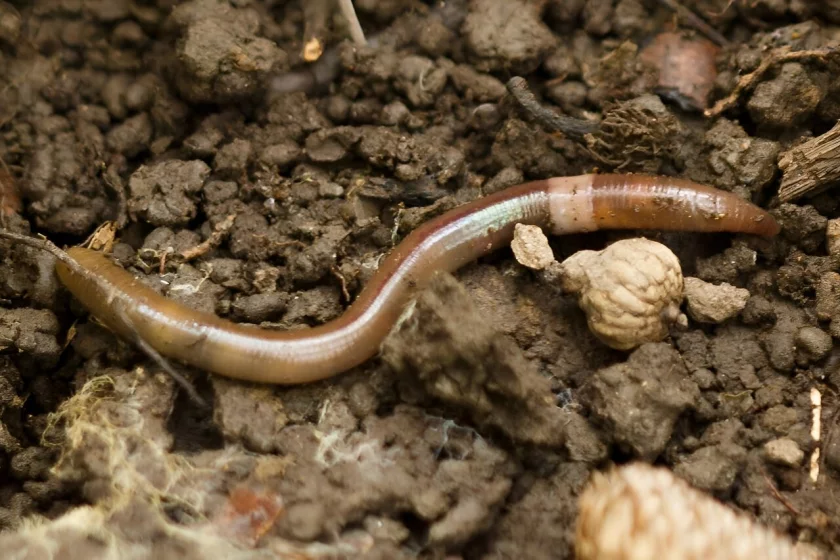 The alien earthworm invasion is here, says new study
