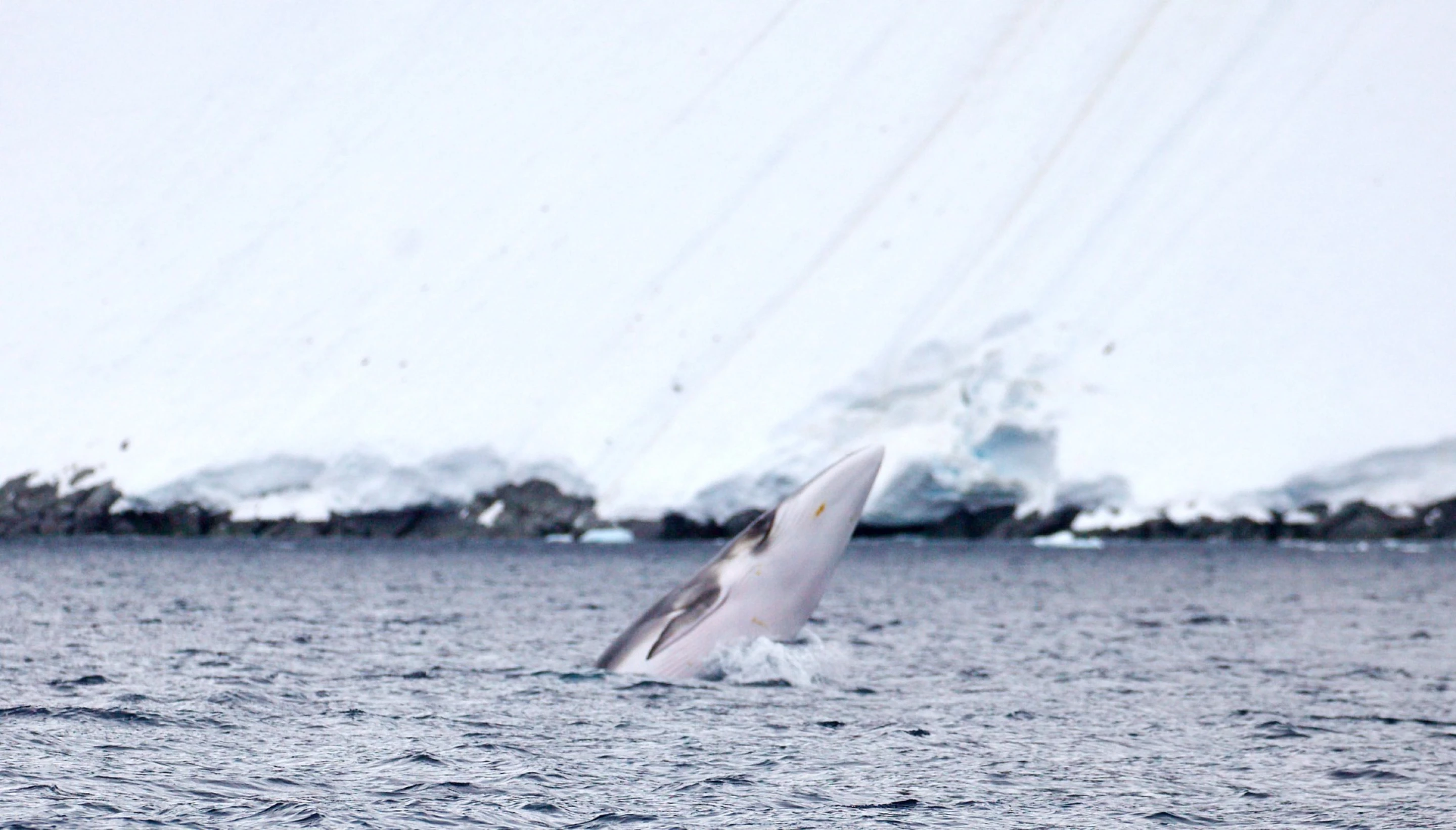 World-first whale cam reveals secrets of the mysterious minke