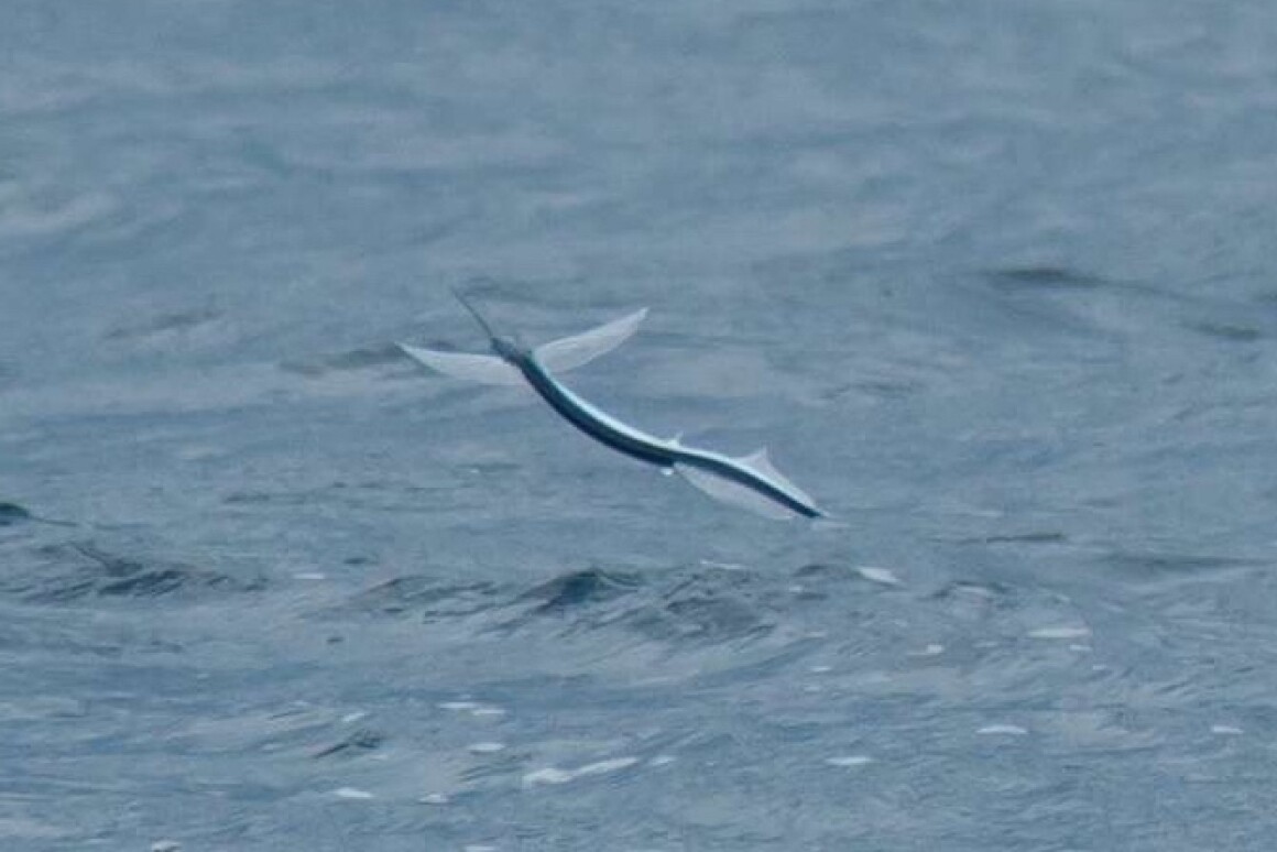 Fish does the twist to get airborne
