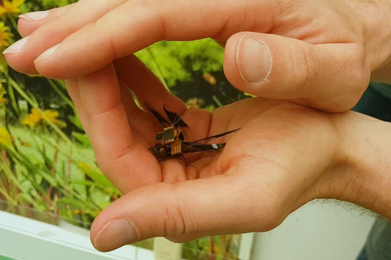 Video shows maiden flight of cyborg dragonfly