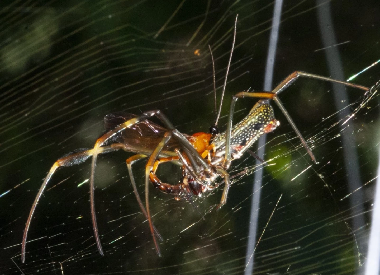 The tiny horror story of how wasps create "zombie" spiders to do their ...