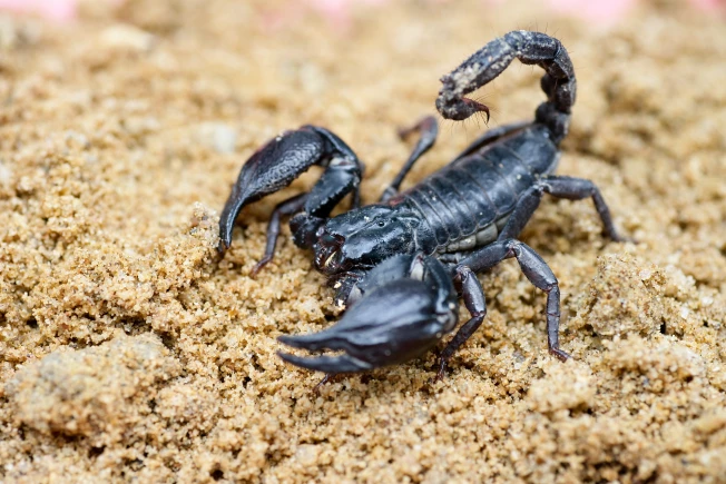 Scientist creates a scorpion-milking machine