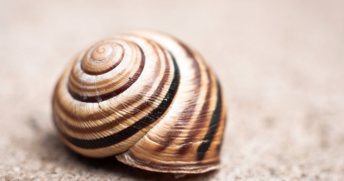 Lithium-ion batteries inspired by snail shells could prove longer-lasting