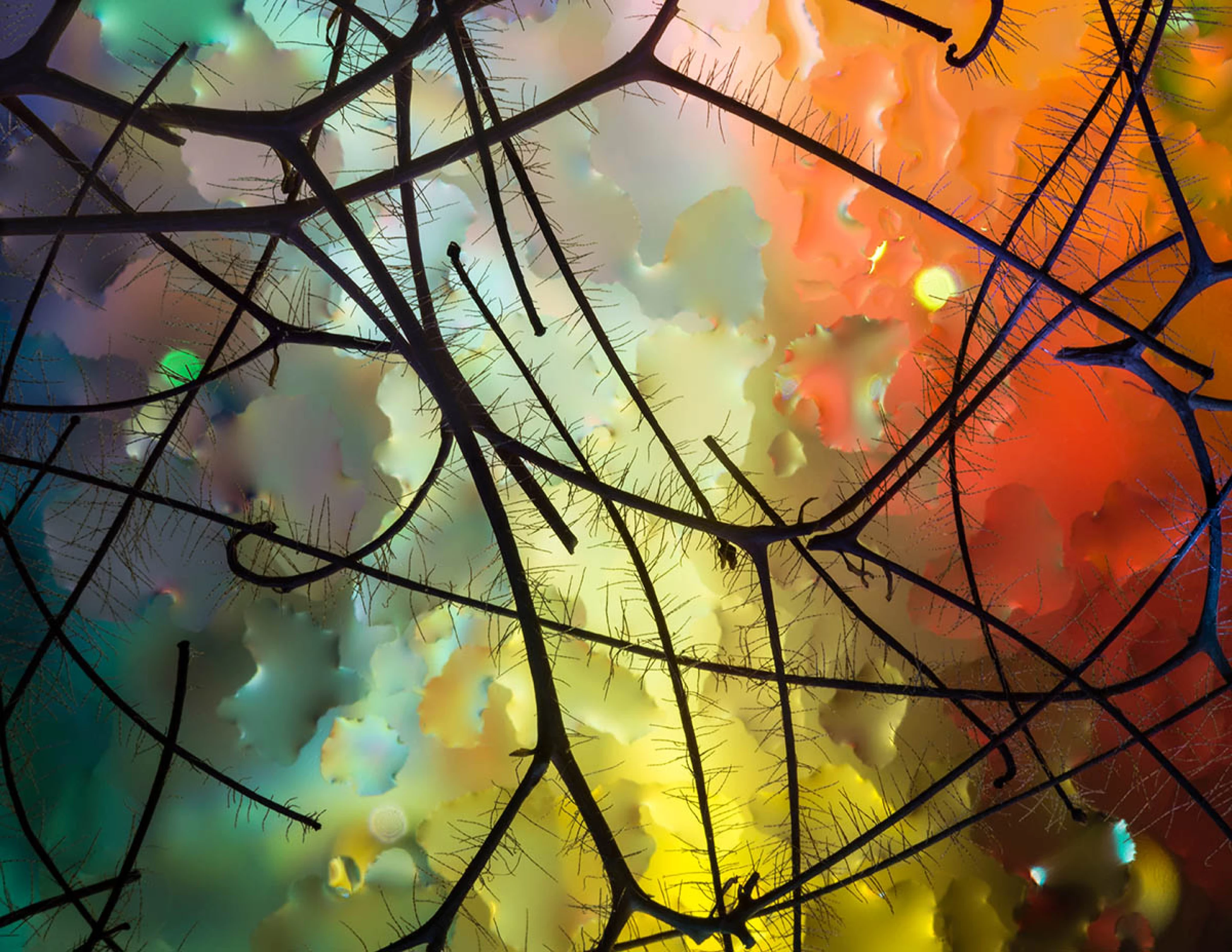 Small wonders: The winners of the Macro Art Photography awards