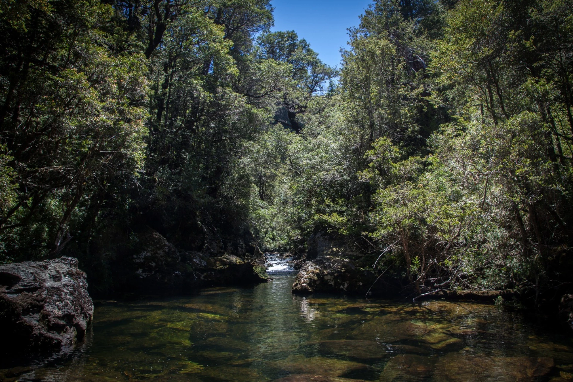 Sizing up South America's oldest living tree