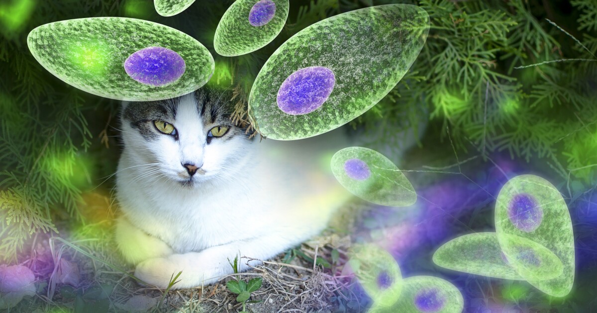 "Cat poop" brain parasite could be hijacked to deliver drugs