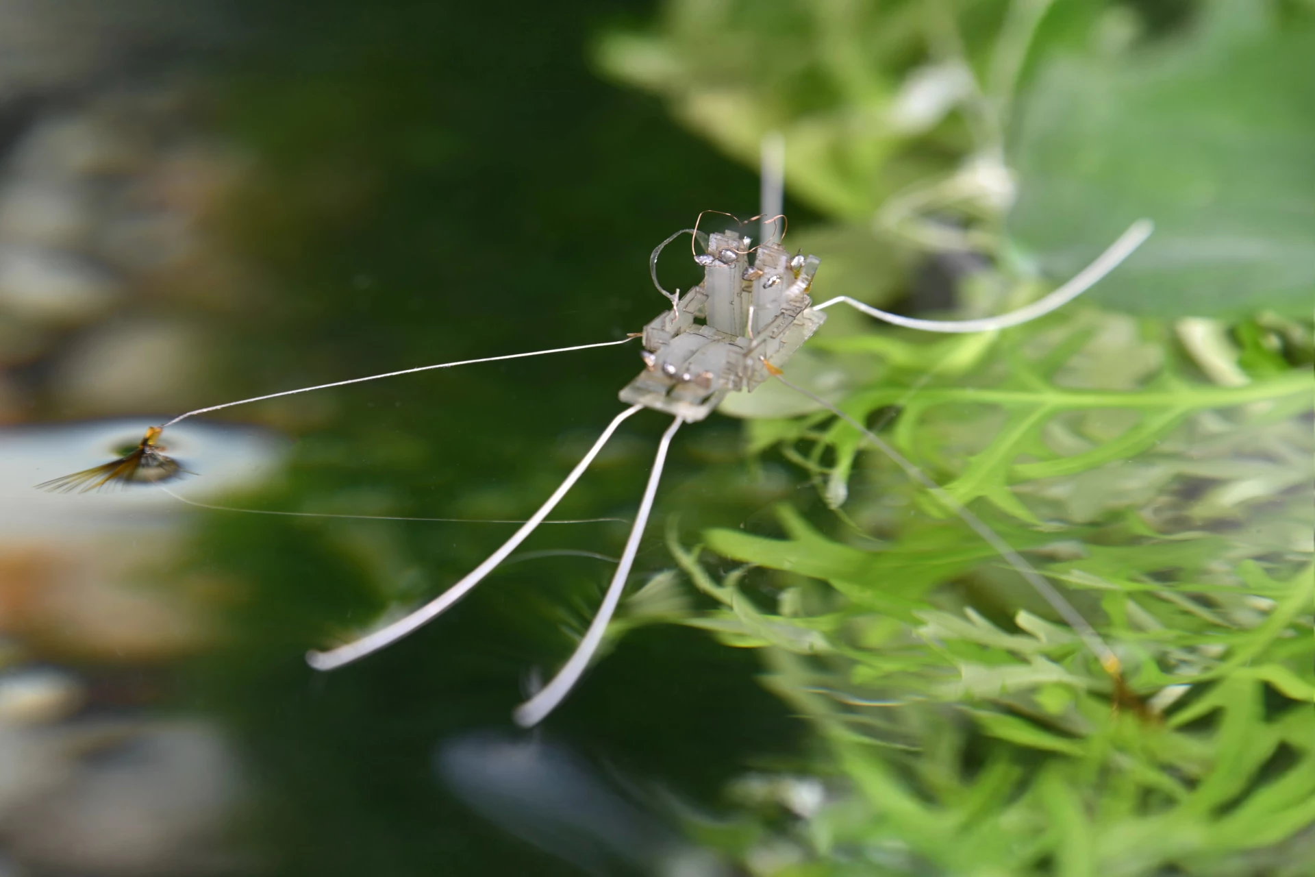 Robotic water strider mimics nature with fan-like feet