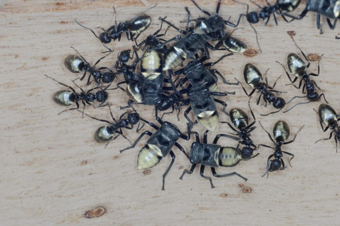 For these insects to survive, imitation is golden