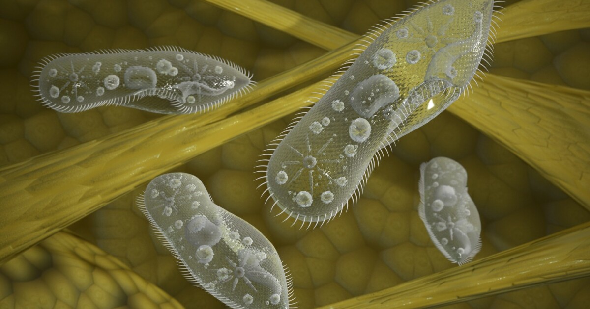 World’s first ciliary microrobots could change the way we take medicine