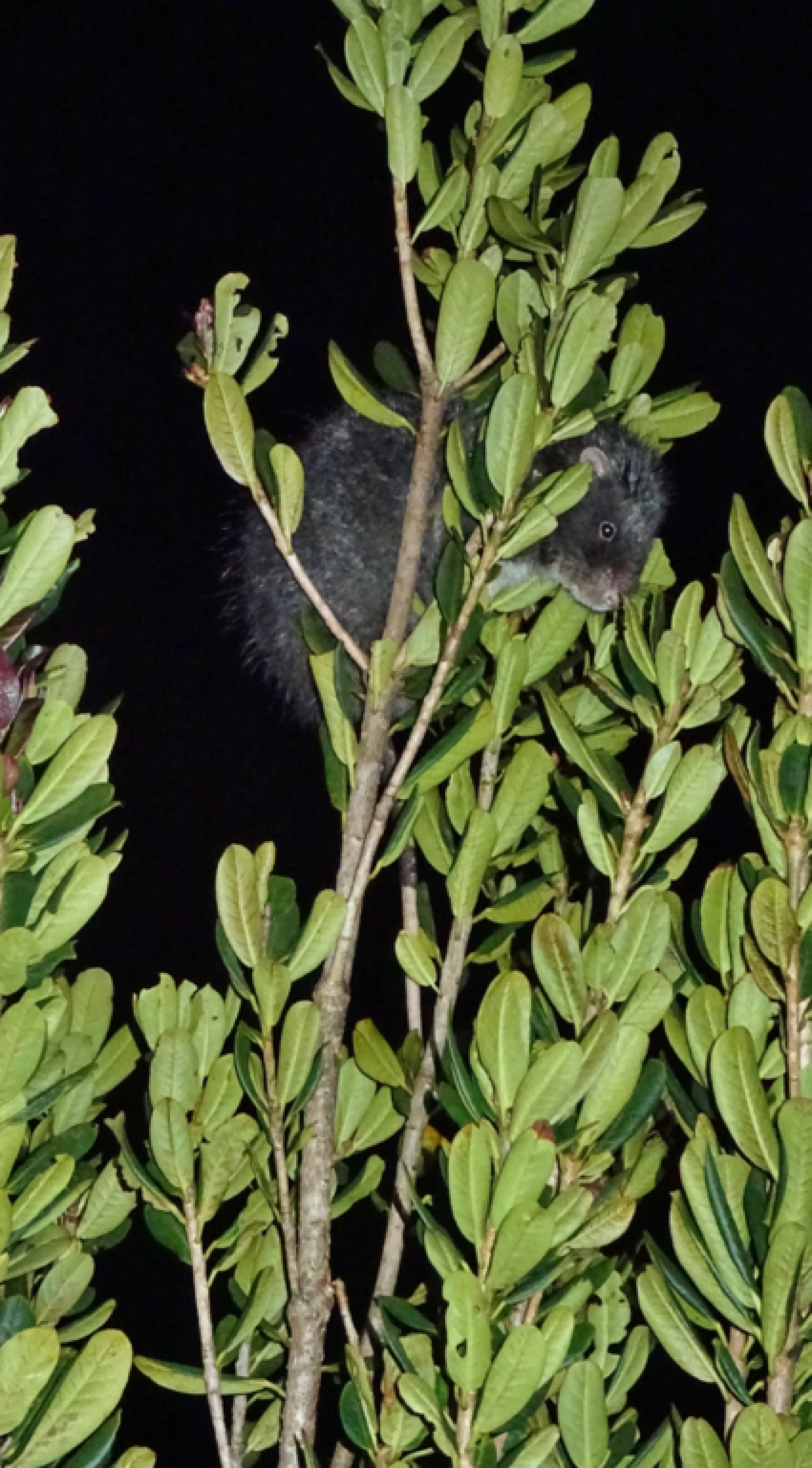 Rare subalpine woolly rat filmed for the first time in New Guinea