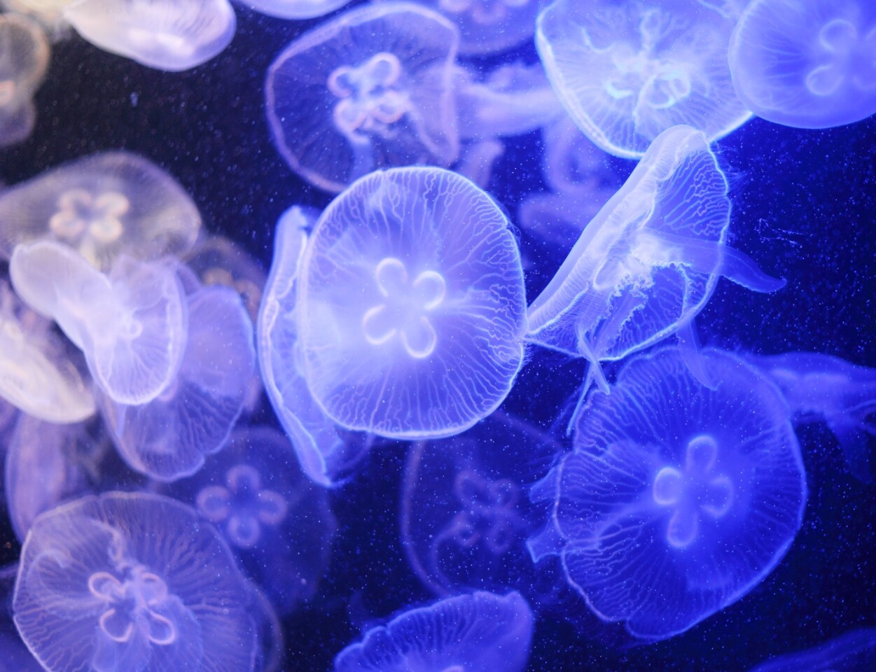 Ocean study: Expect starvation, extinction and more jellyfish