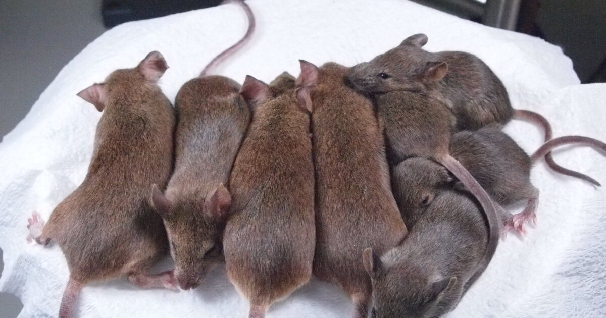 Starting with one mouse, scientists create 581 successive clones