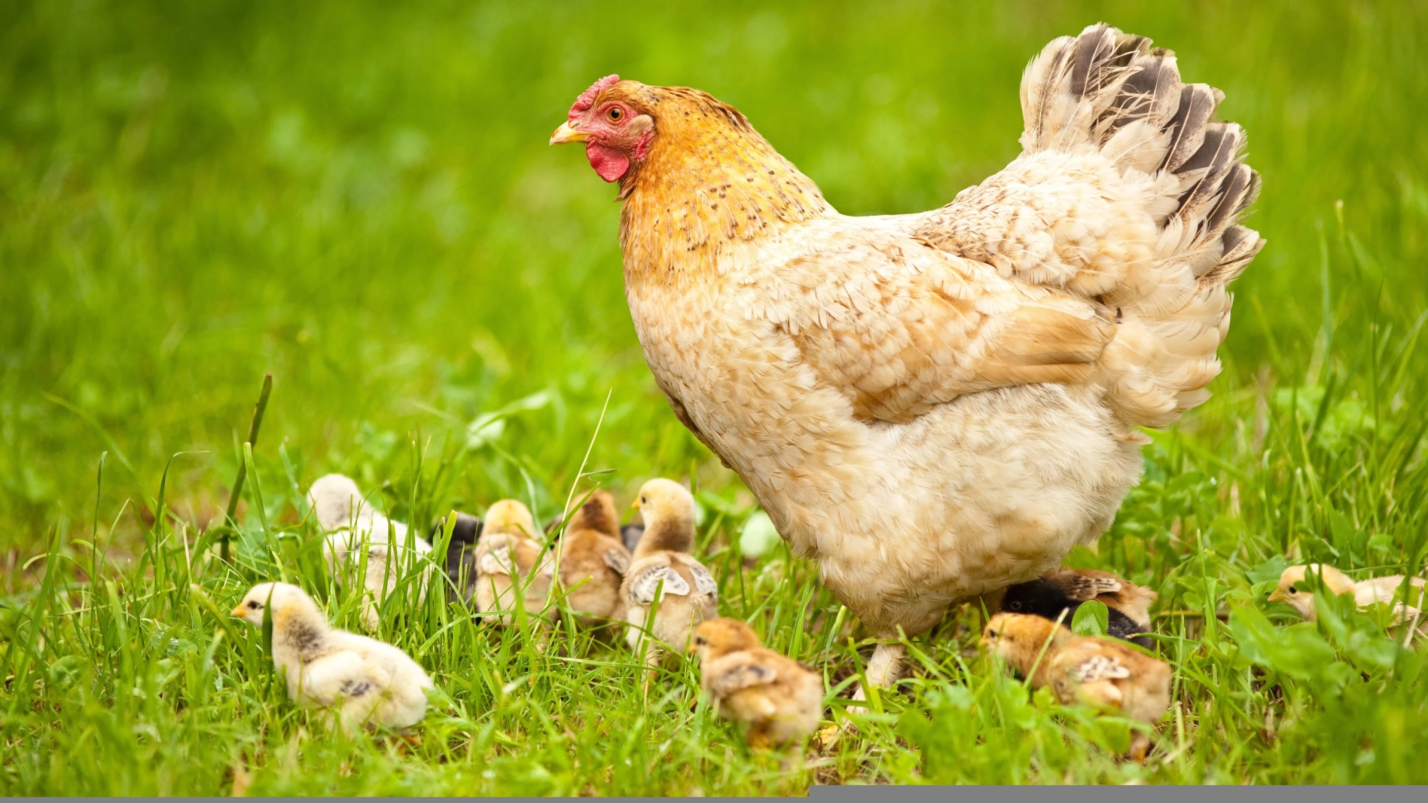 How medieval Christian monks helped make the modern chicken