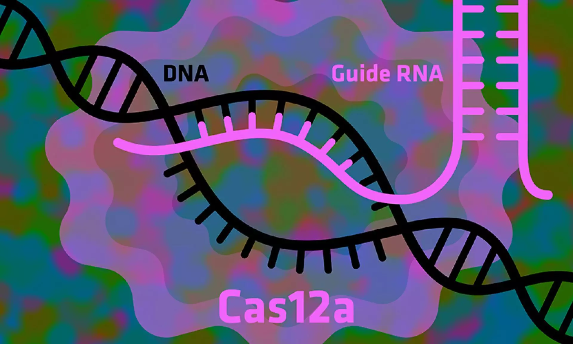 Move over Cas9, there's a new and more accurate CRISPR gene editing ...