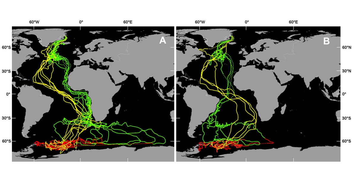 arctic tern migration