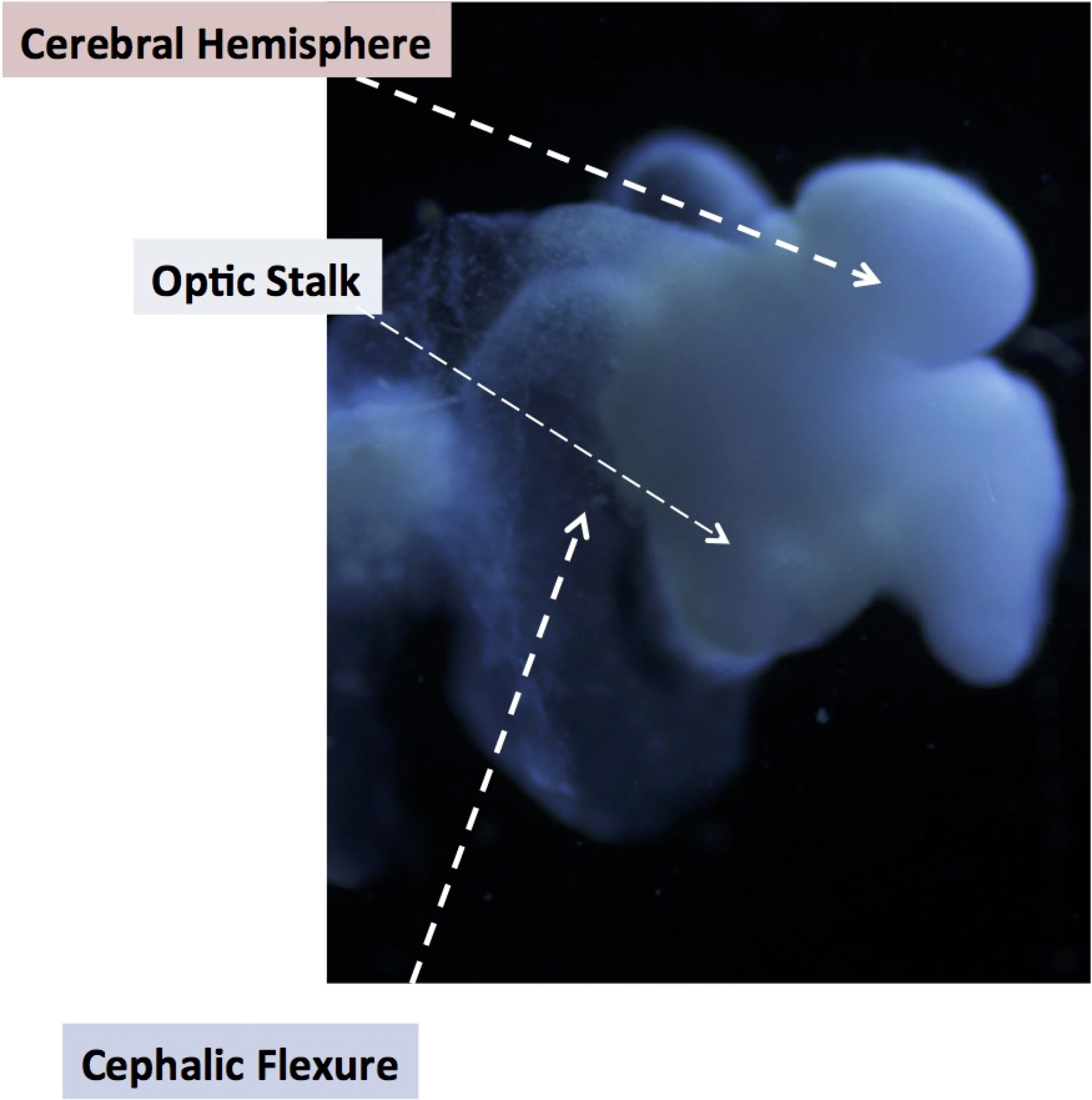 Brain model with maturity of 5-week-old fetus grown in a lab