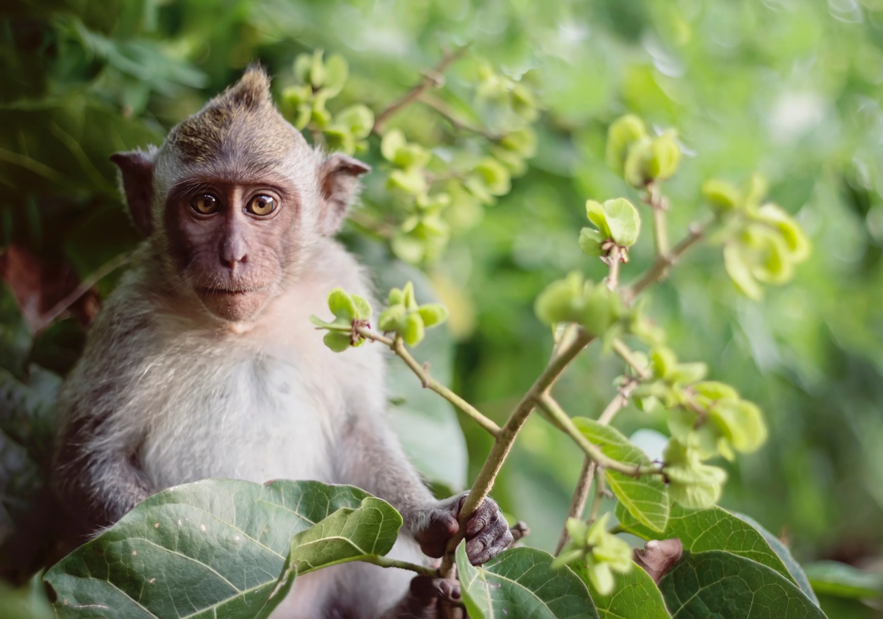 CRISPR gene-edited monkeys cloned in China