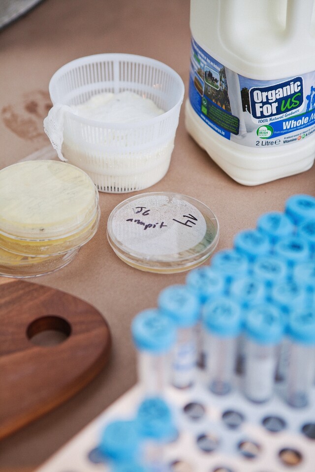 Exhibit features cheese made from human bacteria