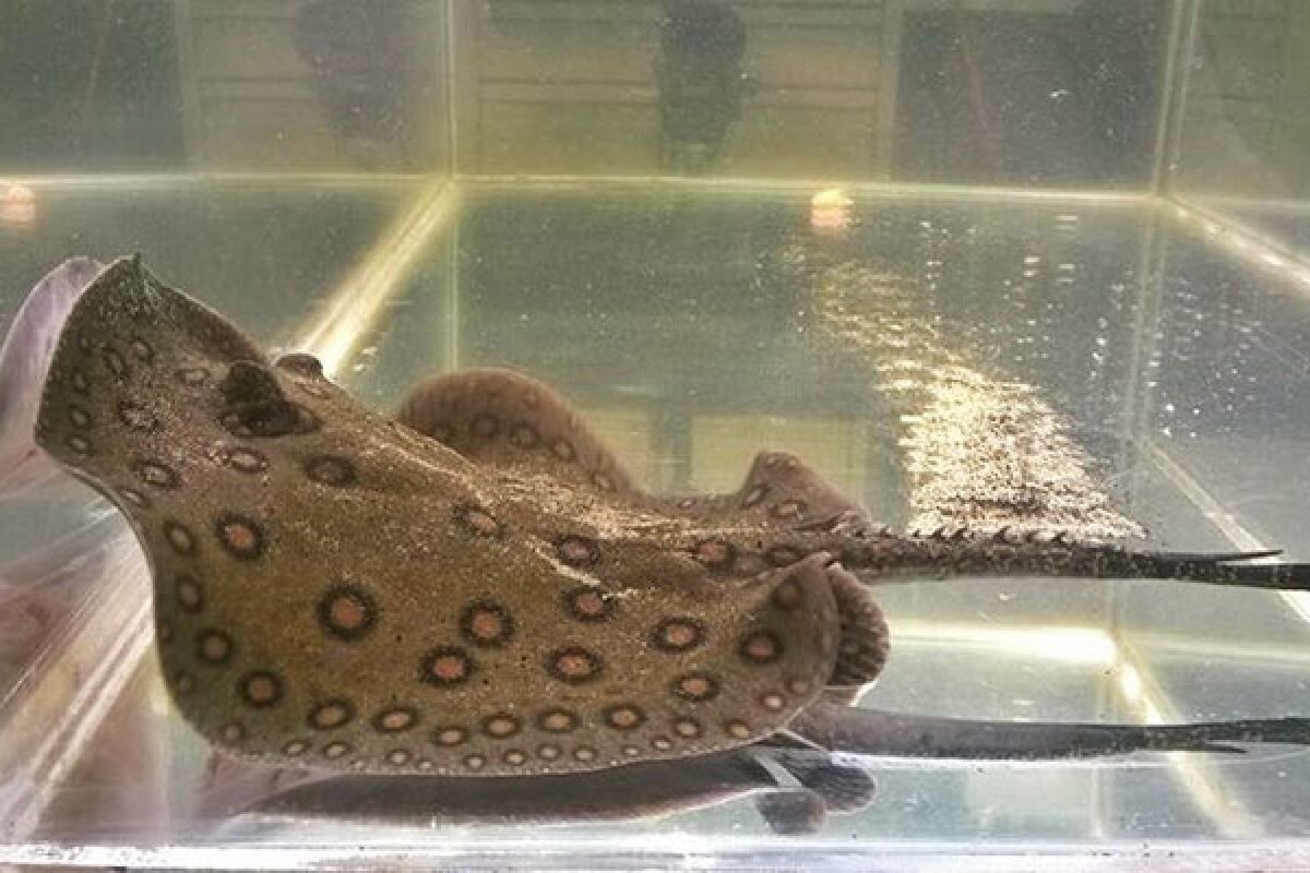 stingray exoskeleton