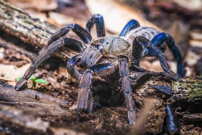 Tarantulas show their true-blue colors