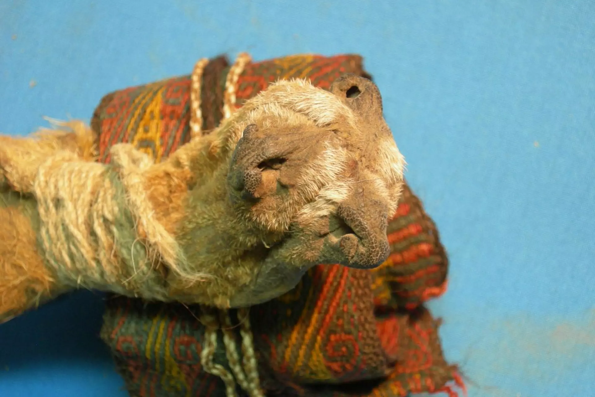 1,000-year-old drug pouch reveals evidence of complex ancient ...