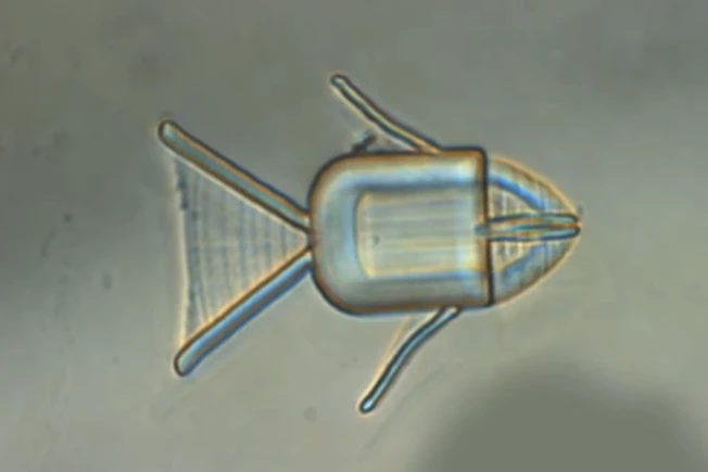 Microrobot fish swims through the body to vomit drugs on cancer