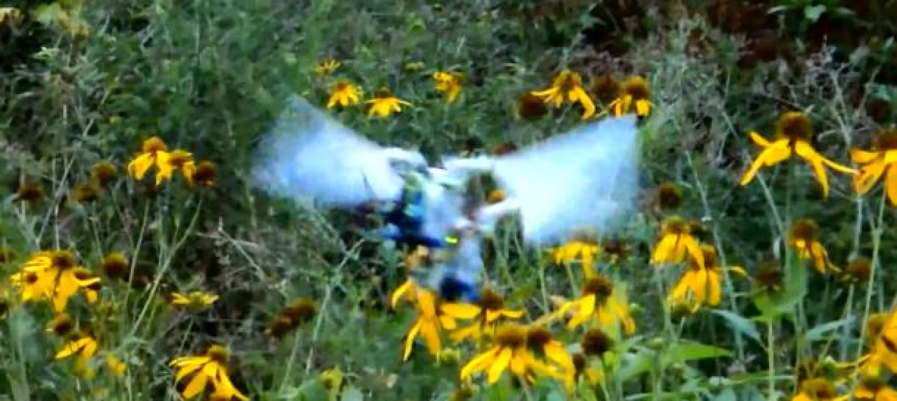 TechJect’s Dragonfly micro UAV flies like a bird and hovers like an insect