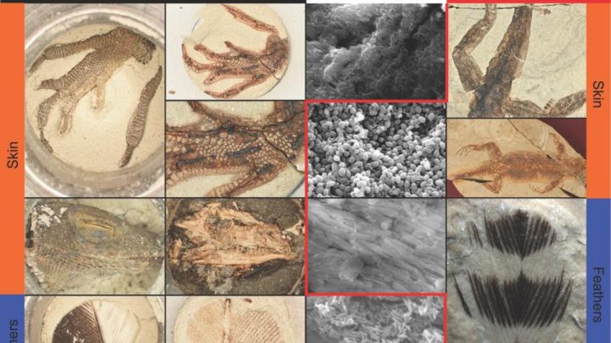 fossil correlation lab